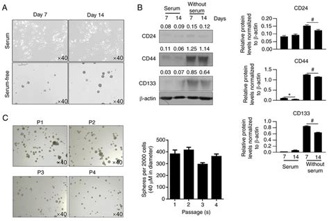 Generation And Characterization Of U87mg Cscs A After 7 And 14 Days