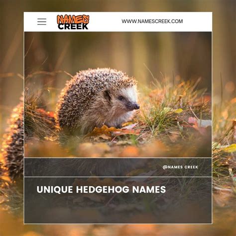 410 Awesome Hedgehog Names