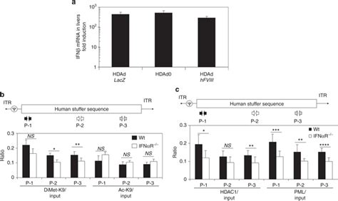 Helper Dependent Adenoviral Vector Hdad Coding Eukaryotic Sequences Download Scientific