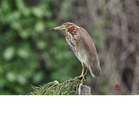 【池鹭摄影图片】生态摄影太平洋电脑网摄影部落