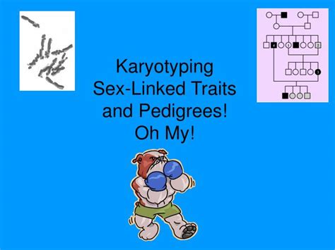 Ppt Karyotyping Sex Linked Traits And Pedigrees Oh My Powerpoint Presentation Id 5871382