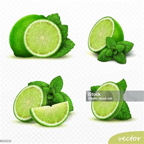 민트 전체 라임 슬라이스 라임 드롭 라임 오일 잎 요소 라임의 3d 현실적인 벡터 세트 라임에 대한 스톡 벡터 아트 및 기타 이미지 Istock