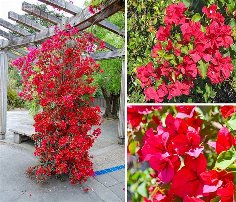 Red Bougainvillea Tree Barbara Karst Bougainvillea Plants Express