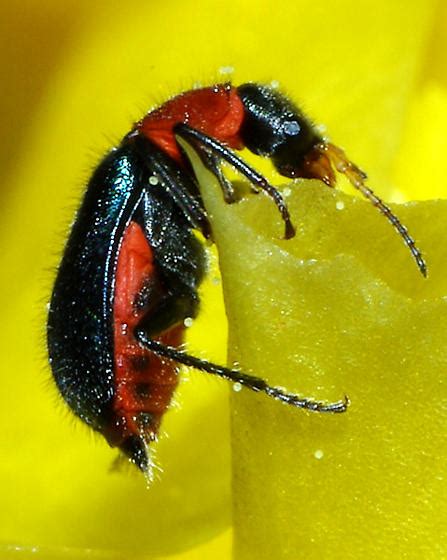 Tiny Red And Metallic Blue Beetle Collops Tricolor Bugguide Net