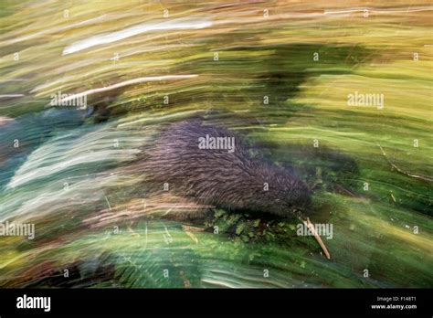 Okarito Brown Kiwi Apteryx Rowi Blurred Motion Photograph Of Scooter Patrolling Territory