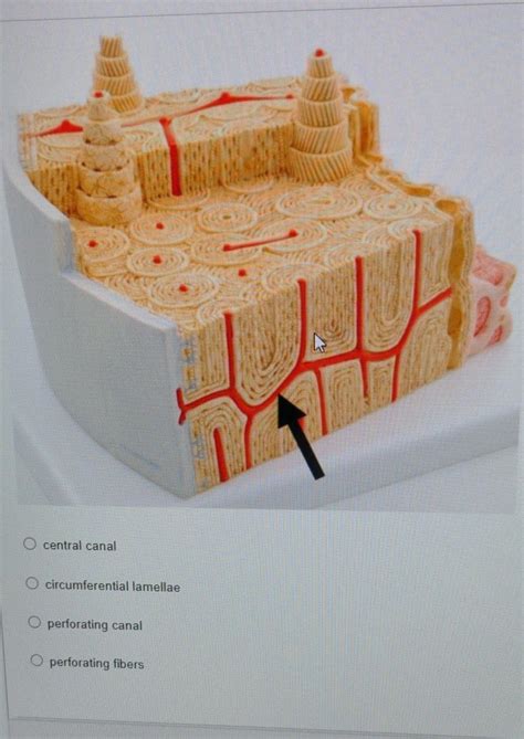 Solved Wh O Central Canal Circumferential Lamellae O