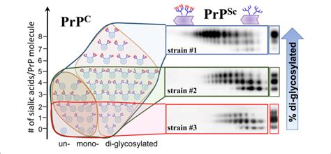 Schematic Diagram Illustrating That Prp Sc Strains Recruit Prp C Download Scientific Diagram