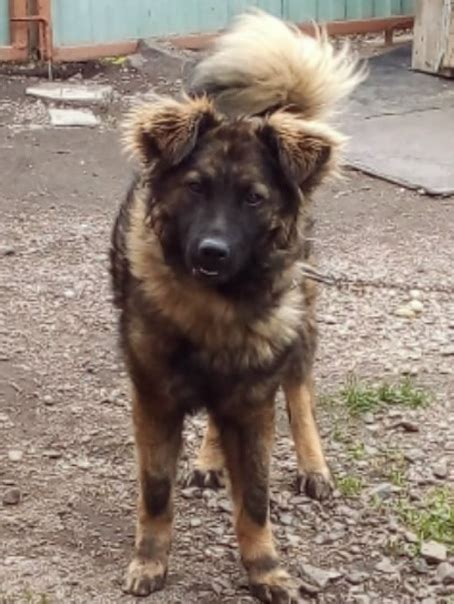 МАЛЬЧИК Молоденький Очень обаятельный добродушный парень В клинике обработан кастрирован