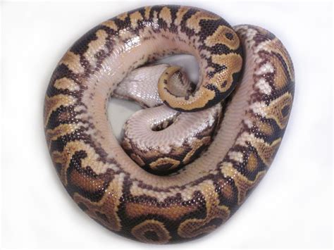 Morph List World Of Ball Pythons