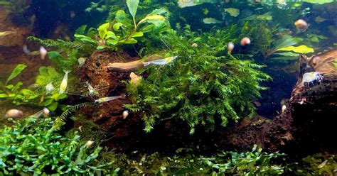 Java Moss Key Characteristics Planting And Care Learn About Nature