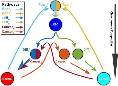 Scheme Illustrating The 6 Cell State Transition Processes Among The