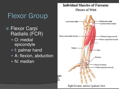 Ppt Forearm Wrist And Hand Evaluation Powerpoint Presentation