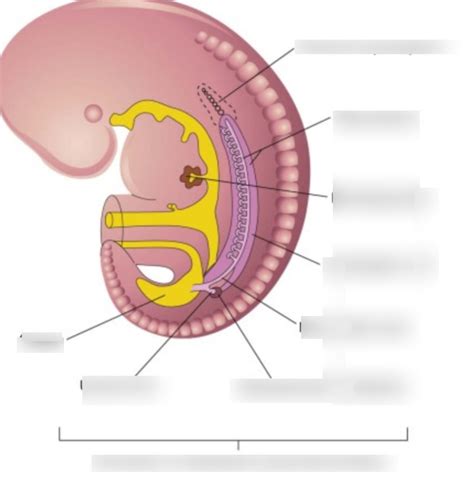 Diagram Of Metanephros Quizlet