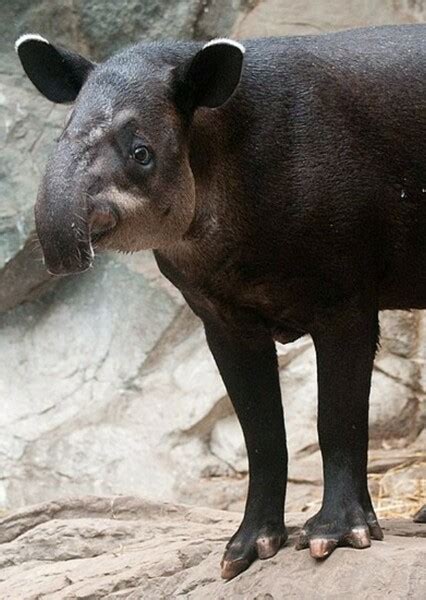 Bairds Tapir Fan Casting