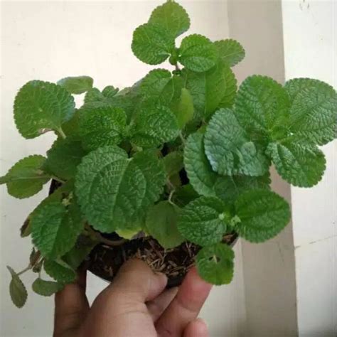 Jual Pepermint Shopee Indonesia