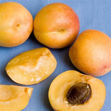 Cot N Candy Aprium Tree Bare Root Apricot Plum Hybrid Santiam Nursery