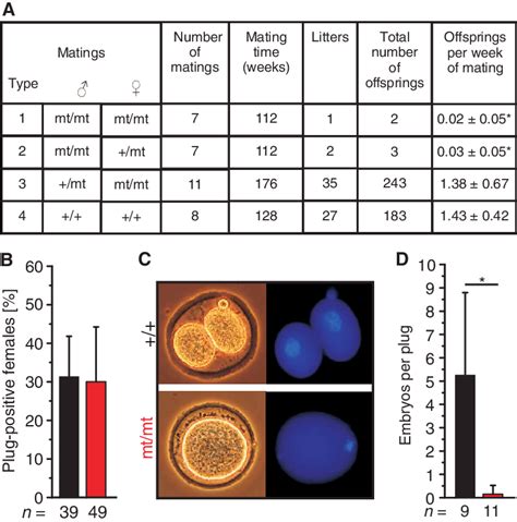 Trpv6 Mt Mt Males Are Hypofertile Despite Normal Copulatory Behavior