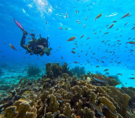 Reef Fish Beyond The Corals Bonaire