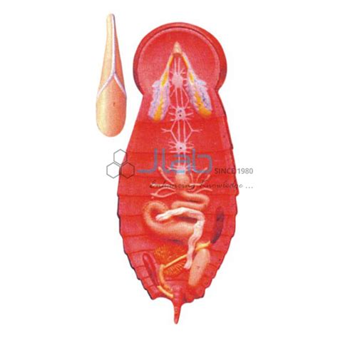Cockroach Model India Manufacturers Suppliers And Exporters In India