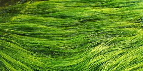 How To Easily Get Rid Of String Algae In Your Koi Pond