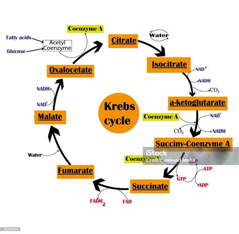 Krebs Cycle Or Citric Acid Cycle Diagram Stock Illustration Download Image Now Acid