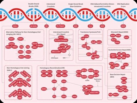 这些靶向bcl 2的抑制剂，你都知道吗？