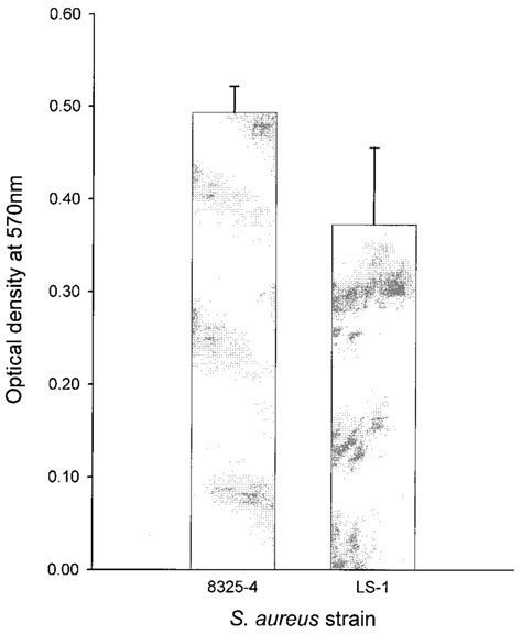 Abilities Of S Aureus Strains 8325 4 And Ls 1 To Bind To Fibronectin