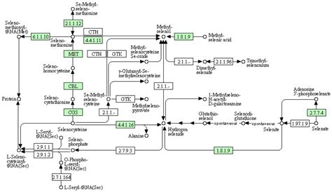 Effects Of Organic Selenium And Nanoselenium On Drought Stress Of Pak Choi Brassica Chinensis