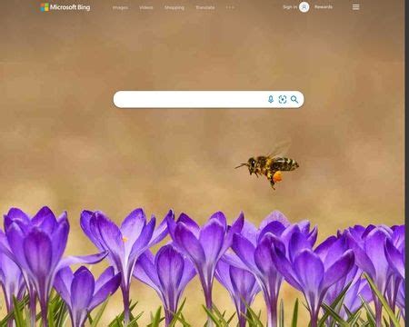 Microsoft Bing Review