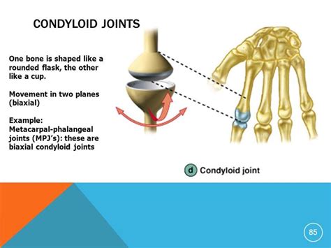 Condyloid Joint With Examples At Michael Holcomb Blog