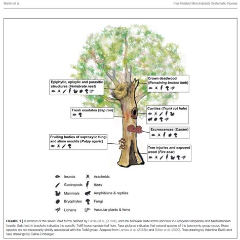 Tree Related Microhabitats Are Promising Yet Underused Tools For Biodiversity