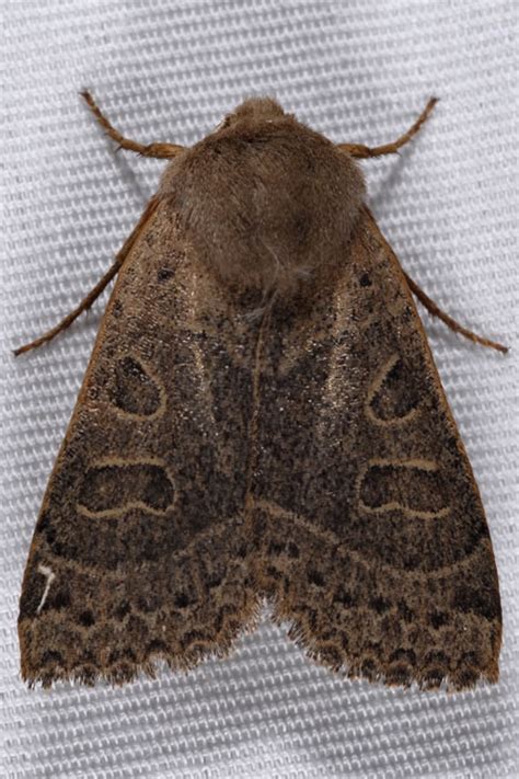 Owlet Moth Mesogona Olivata
