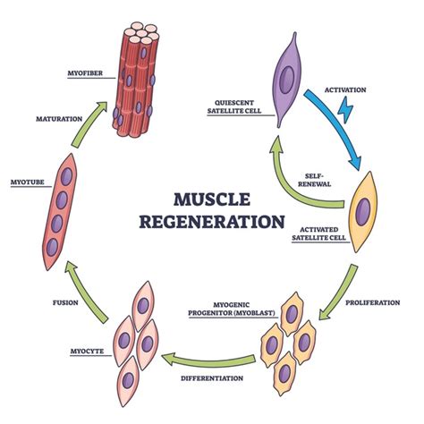 3 Cellular Tissue Repair Phases Stock Vectors And Vector Art Shutterstock