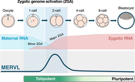 Mouse Preimplantation Development And Zygotic Genome Activation Zga