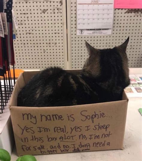 Sophie Love Her Smol Box R Aww