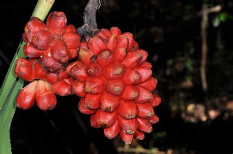 Pandanus Plant 1 Pandanaceae