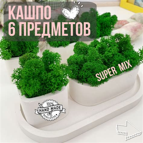 Кашпо со стабилизированным мхом 6 предметов купить на Ozon по низкой цене 1461128499