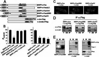 Role Of Heterodimerization With C Jun And Binding To Genomic Ap 1 Dna Download Scientific