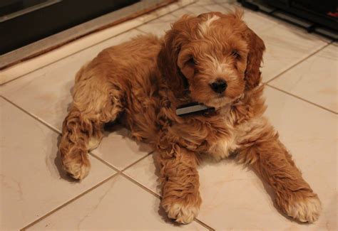 Cockapoo Puppies Rescue Pictures Information Temperament