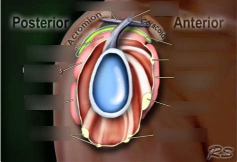 Rotator Cuff Diagram Quizlet