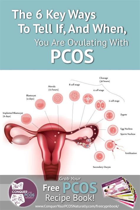 Signs And Symptoms Of Ovulation And Fertilization