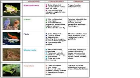 Morphological Adaptive Features Of Life On Land By Vertebrates Ppt