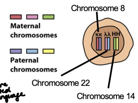 Topic 6 Ig Gene Recombination And Expression Flashcards Quizlet