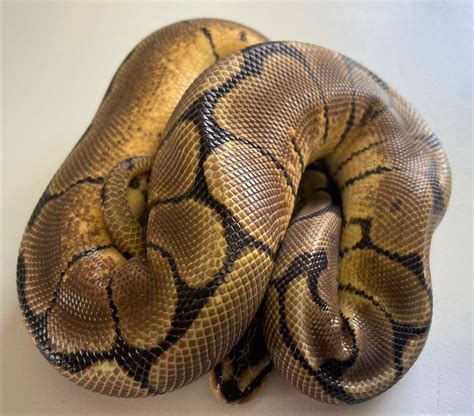 Spider Ph Hypo Ball Python Hatchling Female Exotic Pet Store