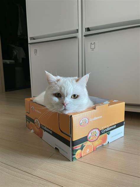 스코티쉬스트레이트 로나 고양이 책임무료분양♥분양완료 아이조아 유기방지입양 파양 강아지보호소 고양이보호소 무료분양센터