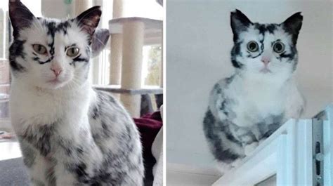 Біло чорна кішечка змінила забарвлення на сріблястий і стала схожа на полярну сову рідкісний