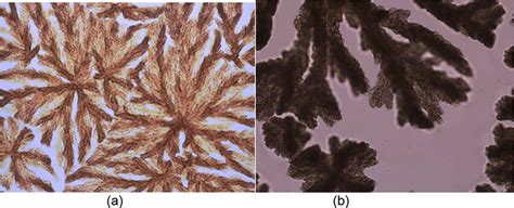 The Optical Micrographs Showing The Dendritic Shaped Spherulites Of