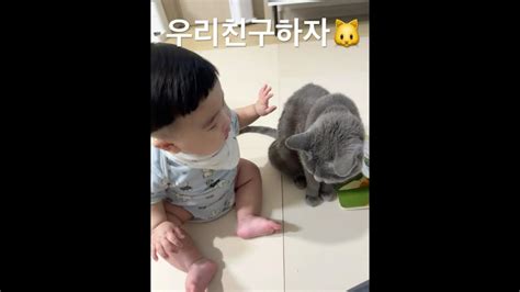 6개월아기 고양이 Youtube