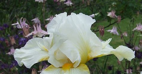 Space Age Iris Snow Spoon ~ Heritage Irises