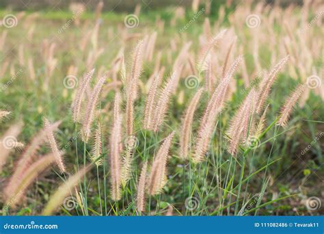 Desho Grass Is A Single Flowering Plant Originated In Ethiopia Rise